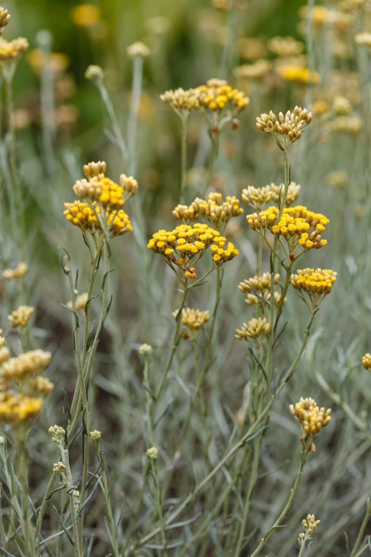 Top 15 des plantes increvables pour l'été (en pot ou en pleine terre ...